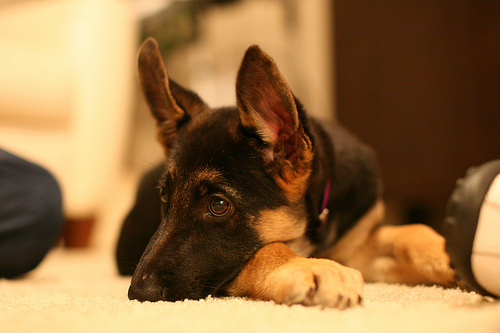 Γερμανικος Ποιμενικος - Σκυλιά German Shepherd | Σκυλια, Γατες, Ψαρια ...