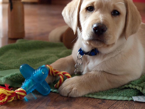 Λαμπραντορ Ριτριβερ - Σκυλιά Labrador Retriever | Σκυλια, Γατες, Ψαρια ...